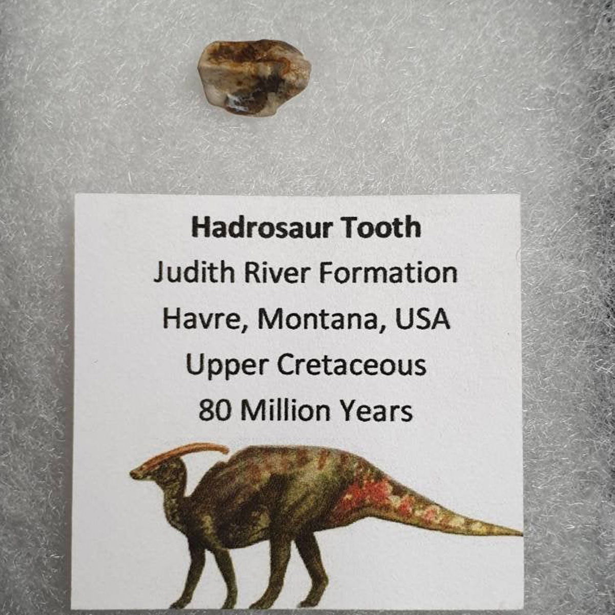 Fossil Hadrasaur Tooth - Cretaceous Period Judith River Formation ...