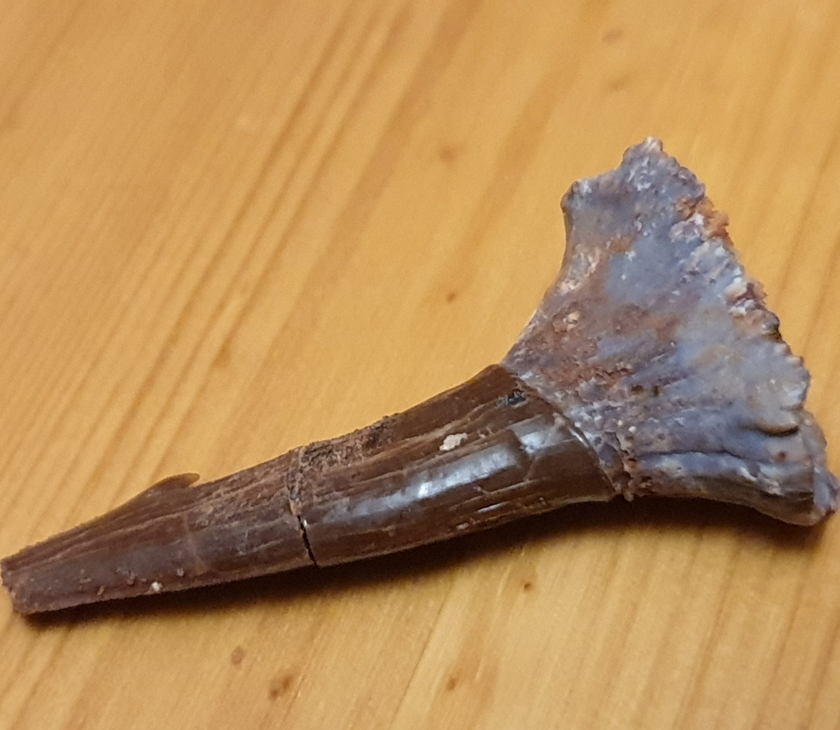 Fossil Onchopristis / Giant Swordfish -Rostral Barbed Tooth / Late ...